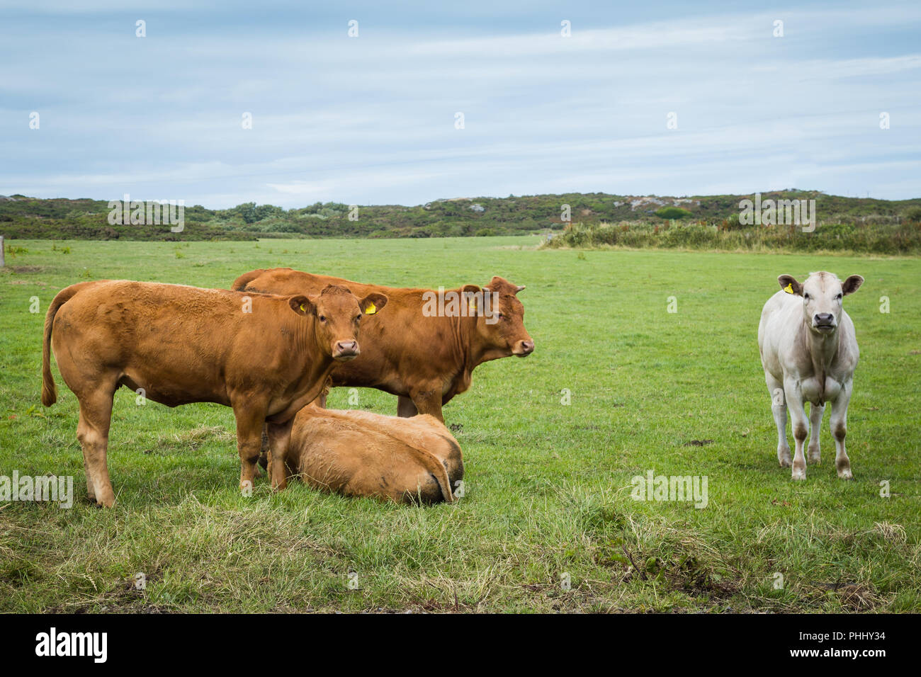 A group of Welsh cows Stock Photo - Alamy