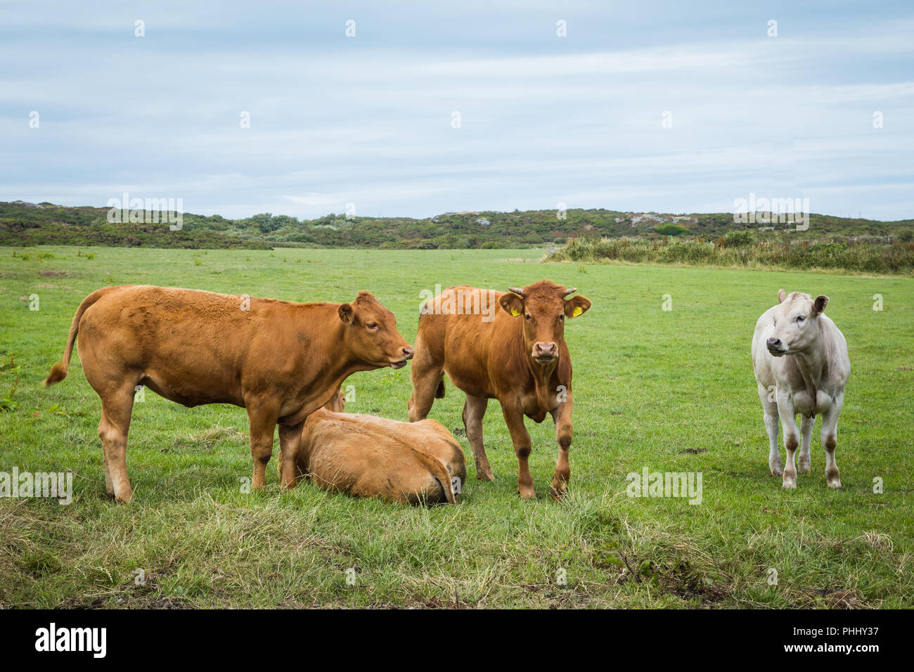 Welsh cows hi-res stock photography and images - Alamy