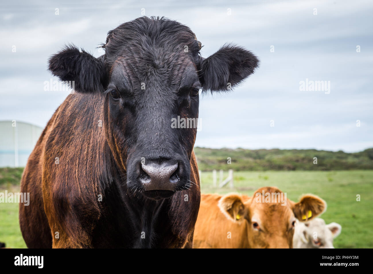 Welsh cow close-up Stock Photo - Alamy