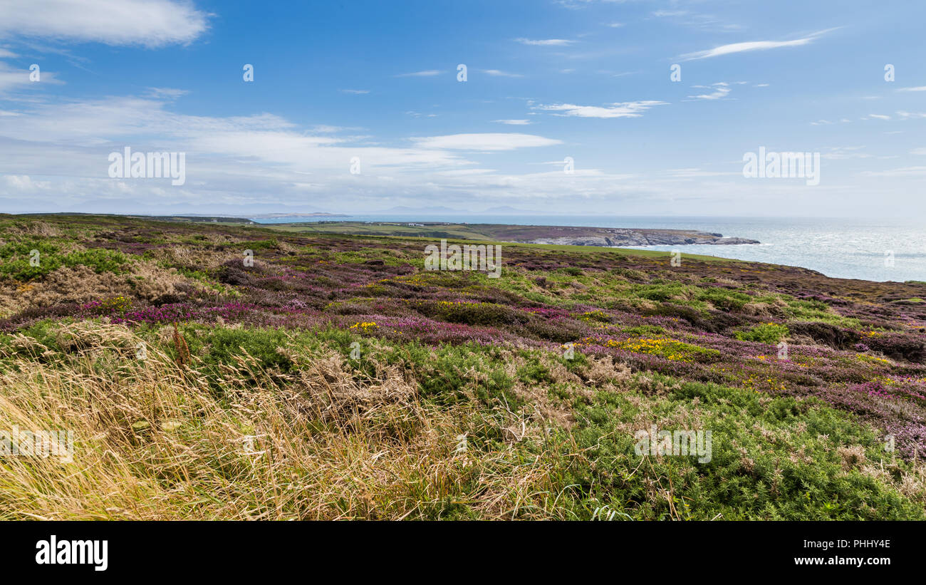 Anglesey coast heather hi-res stock photography and images - Alamy
