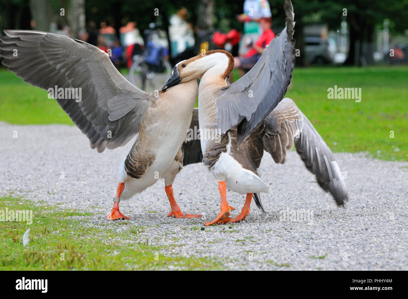 Male swan hi-res stock photography and images - Alamy