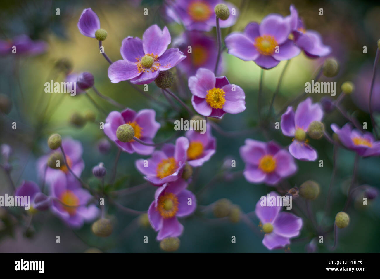 Chinese anemone hi-res stock photography and images - Alamy