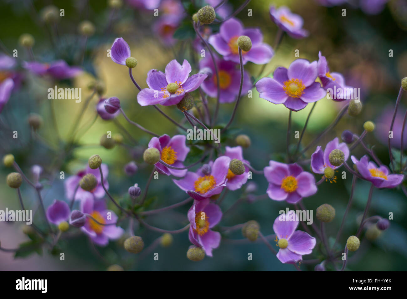 Anemone hupehensis chinese thimbleweed hi-res stock photography and ...