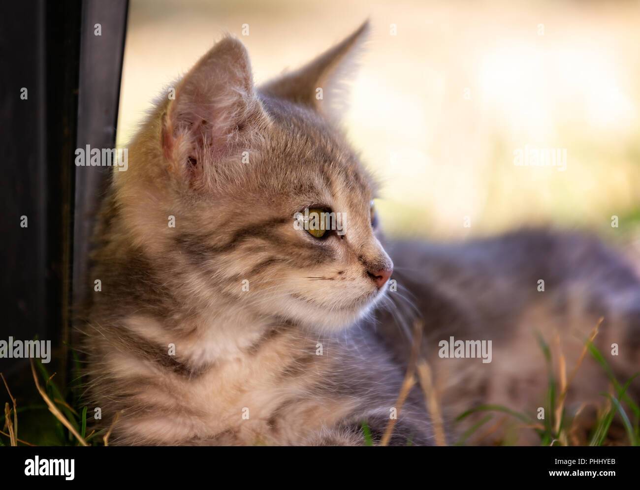 close up of very cute baby kitten with big appealing eyes in wild ...
