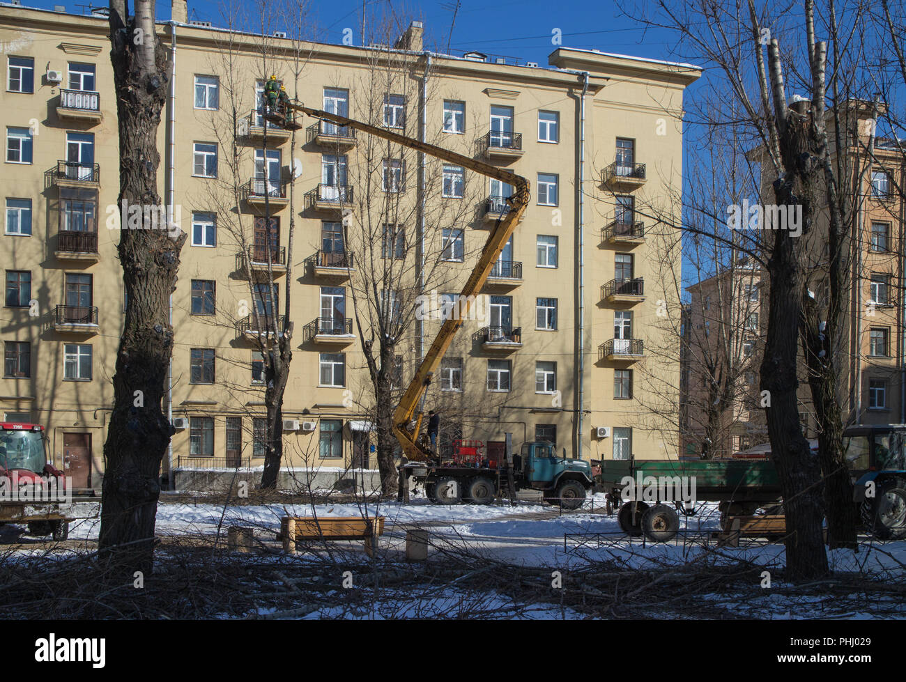 Pruning old high trees in the city Stock Photo - Alamy