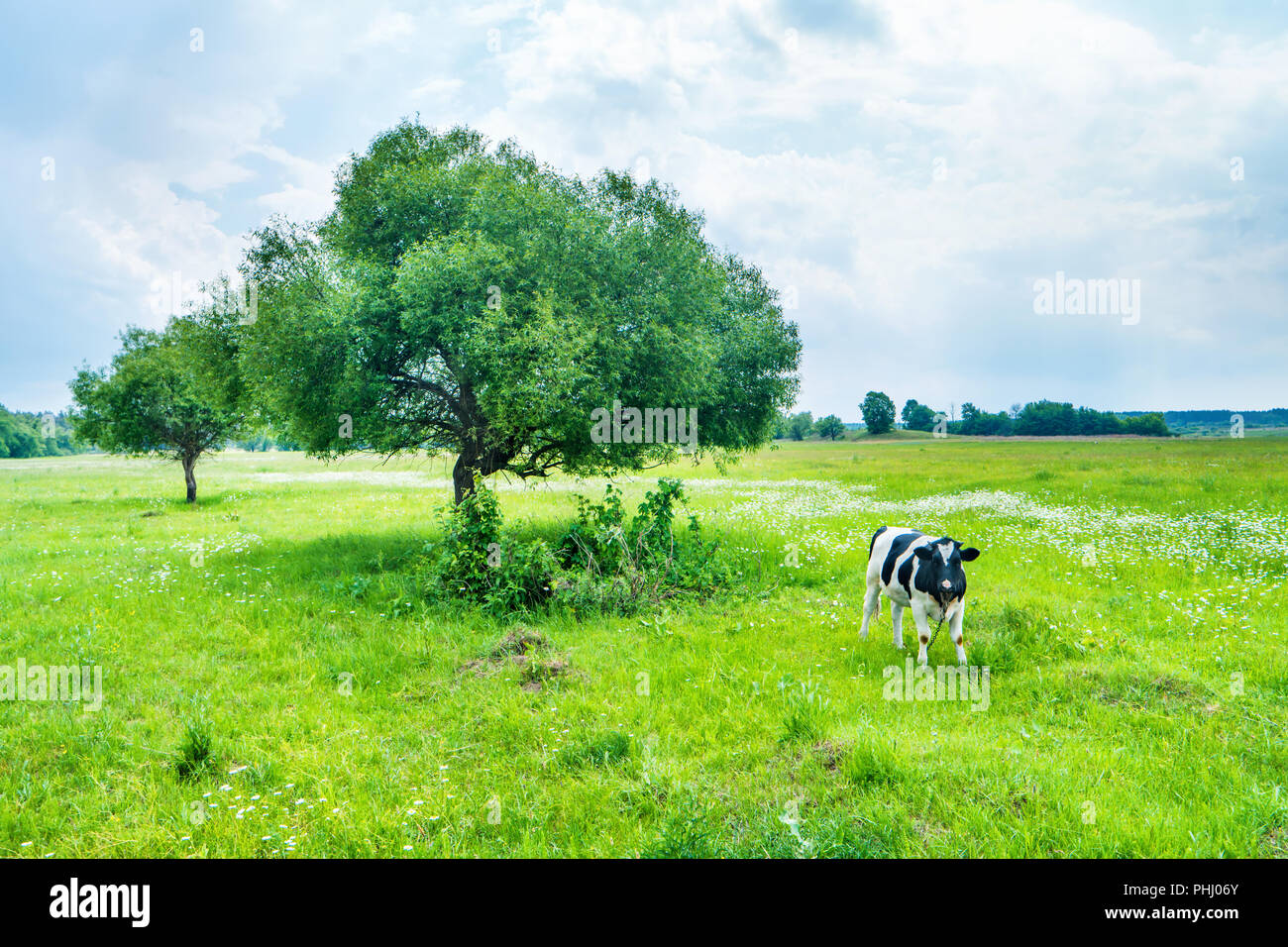 Green field with cow hi-res stock photography and images - Alamy