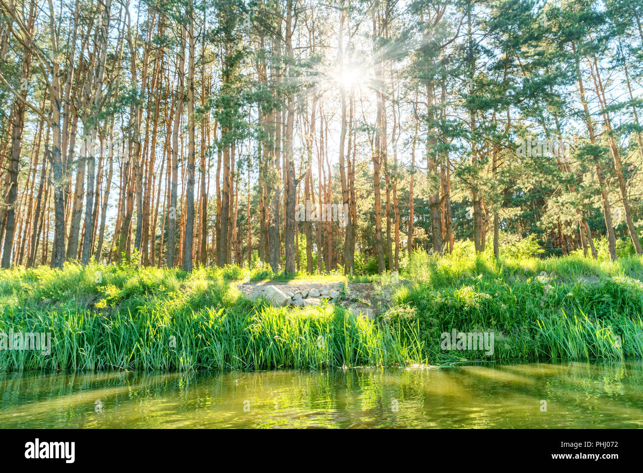 Beautiful forest shining sun rays hi-res stock photography and images ...
