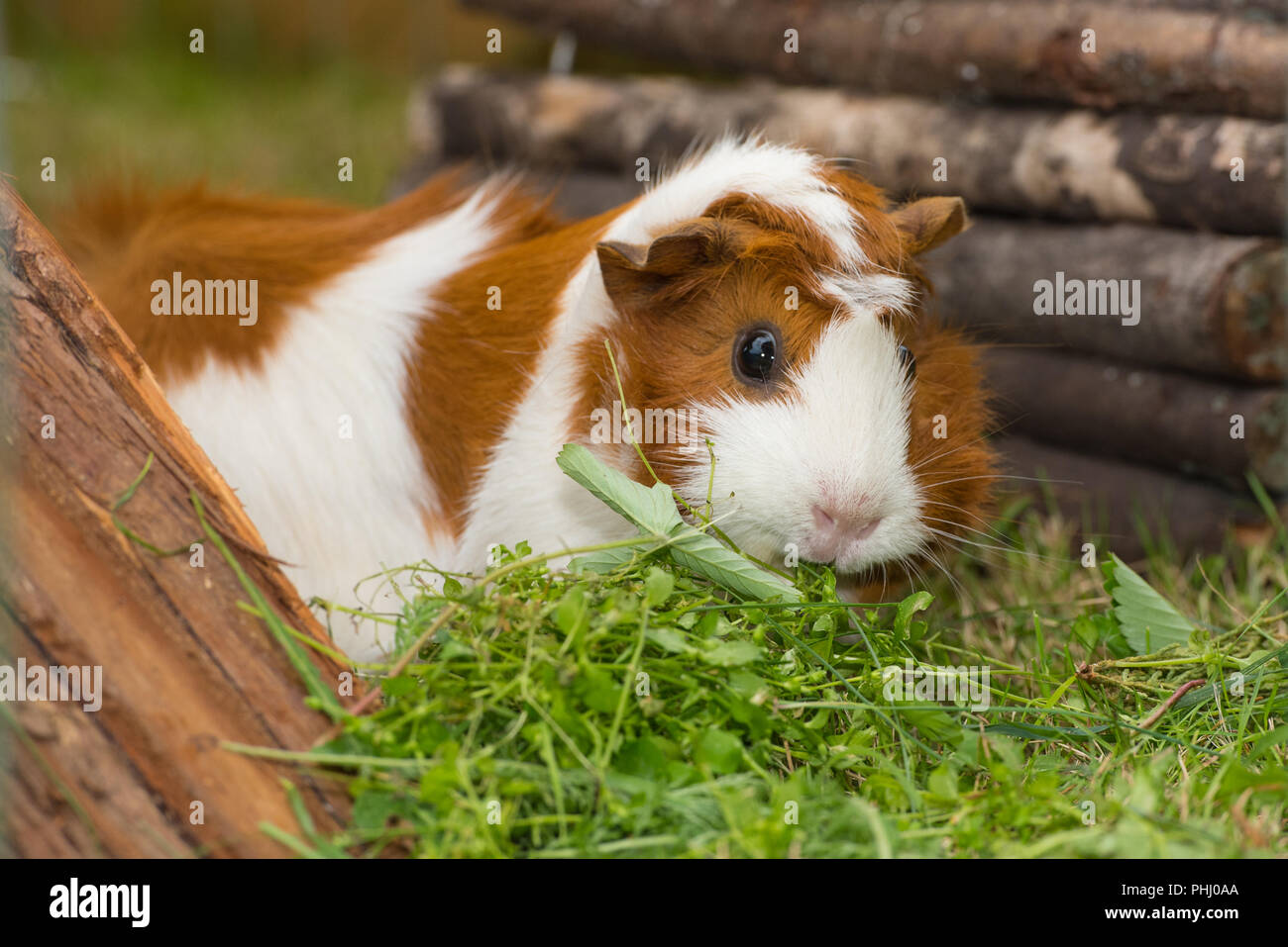 Guinea pig sitting on grass Stock Photo - Alamy