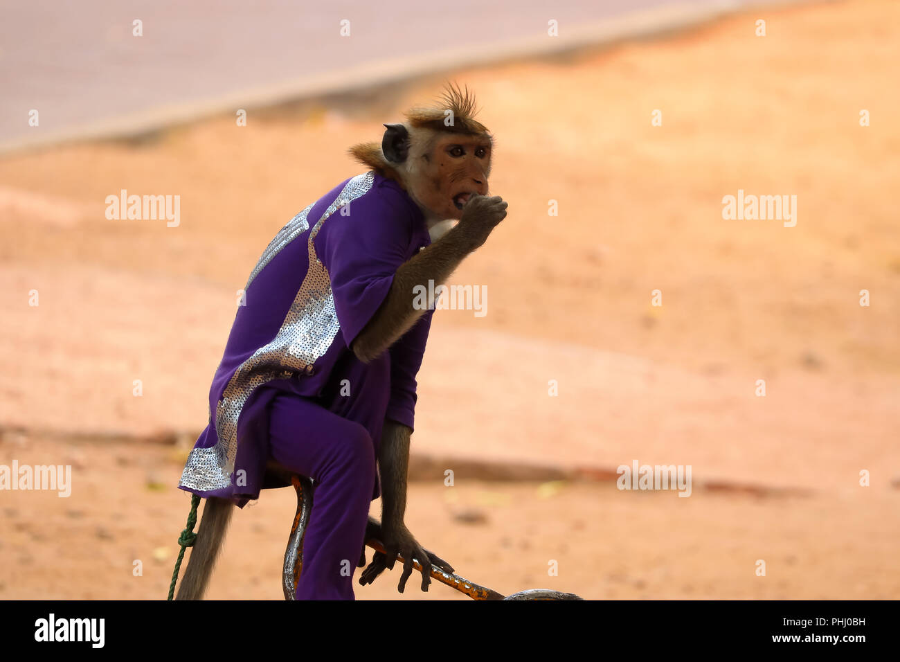 Monkey Street Show Stock Photo - Alamy