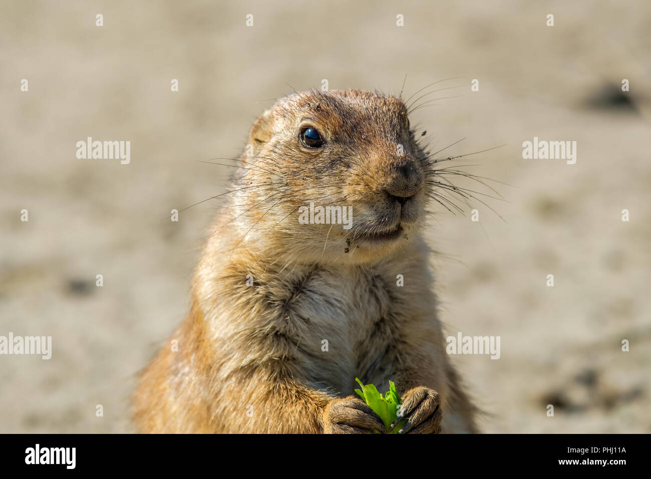 Head between paws hi-res stock photography and images - Alamy