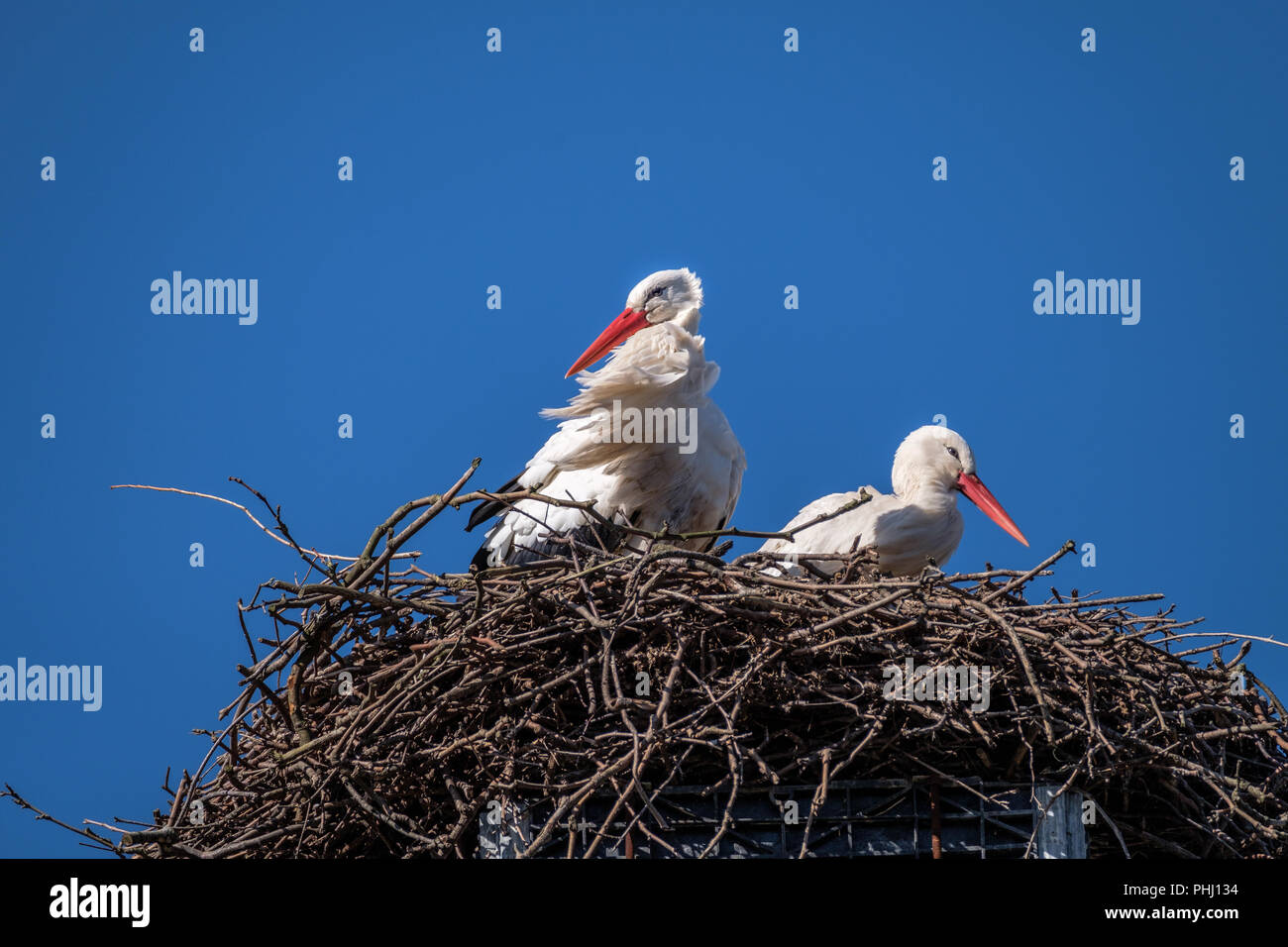 Storks nesting hi-res stock photography and images - Alamy
