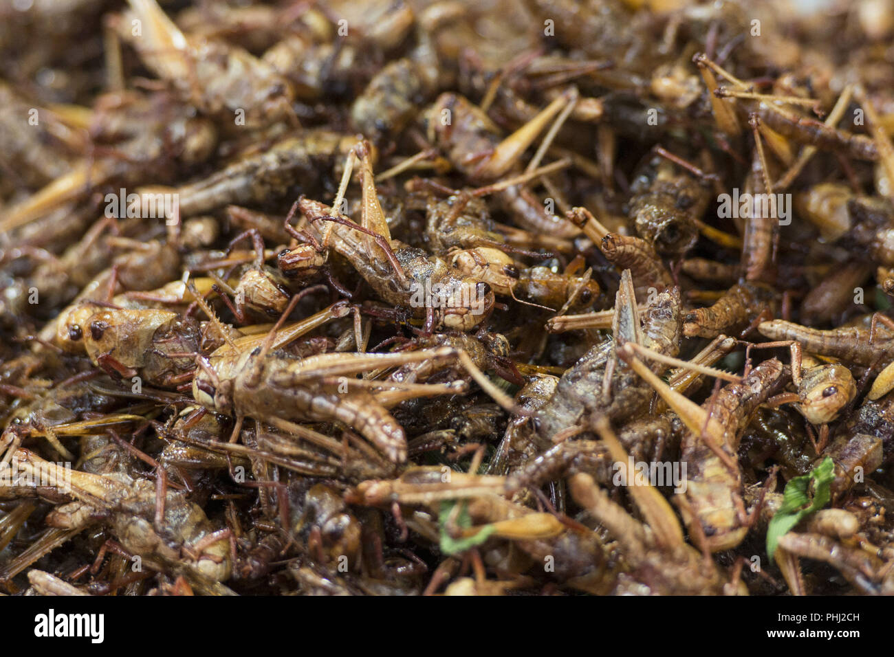 Thai insects hi-res stock photography and images - Alamy