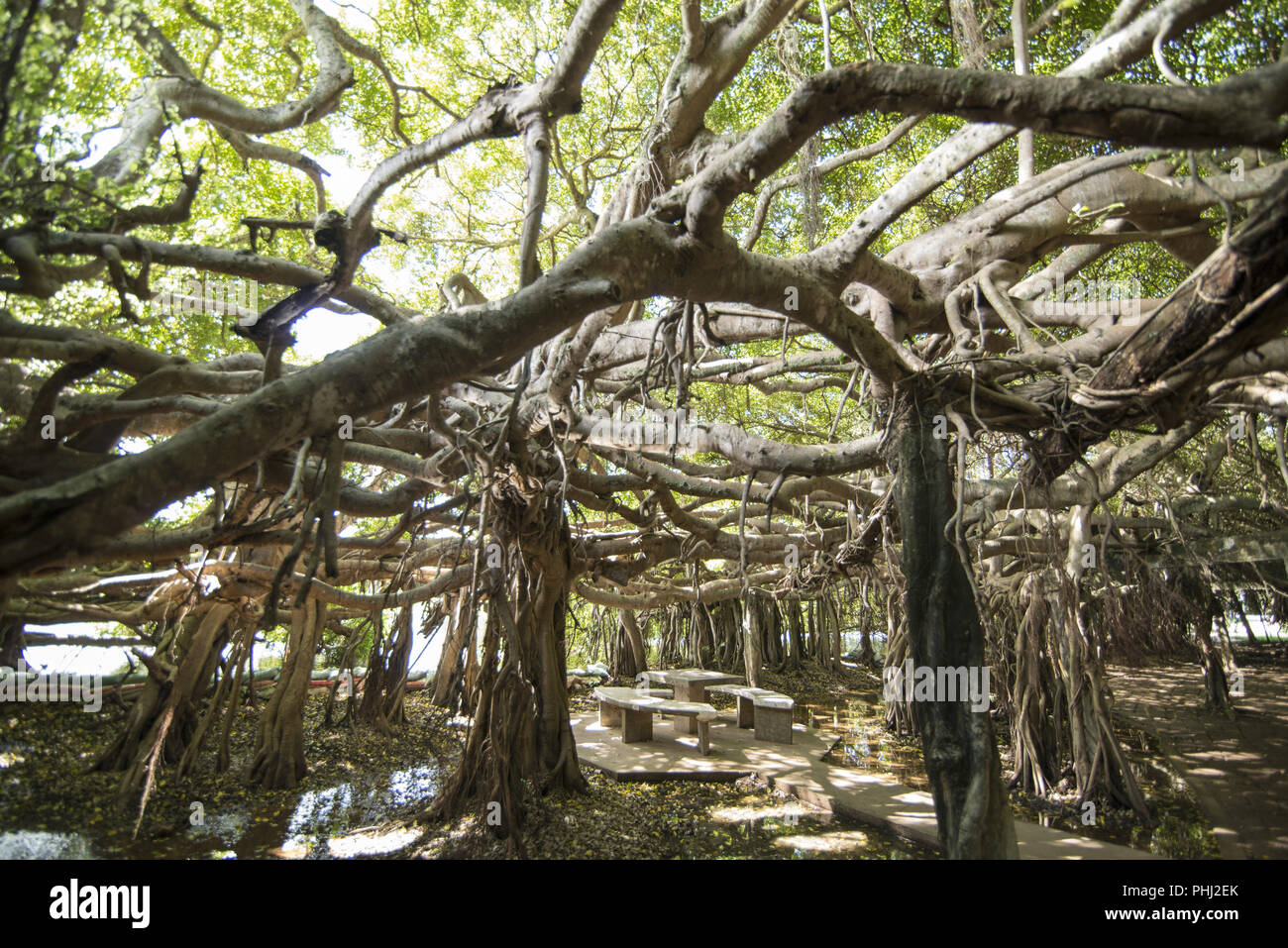 THAILAND ISAN PHIMAI SAI NGAM BANYAN TREE Stock Photo - Alamy