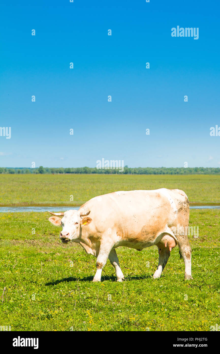 Cows on water trough in nature park Lonjsko polje, Croatia Stock Photo ...