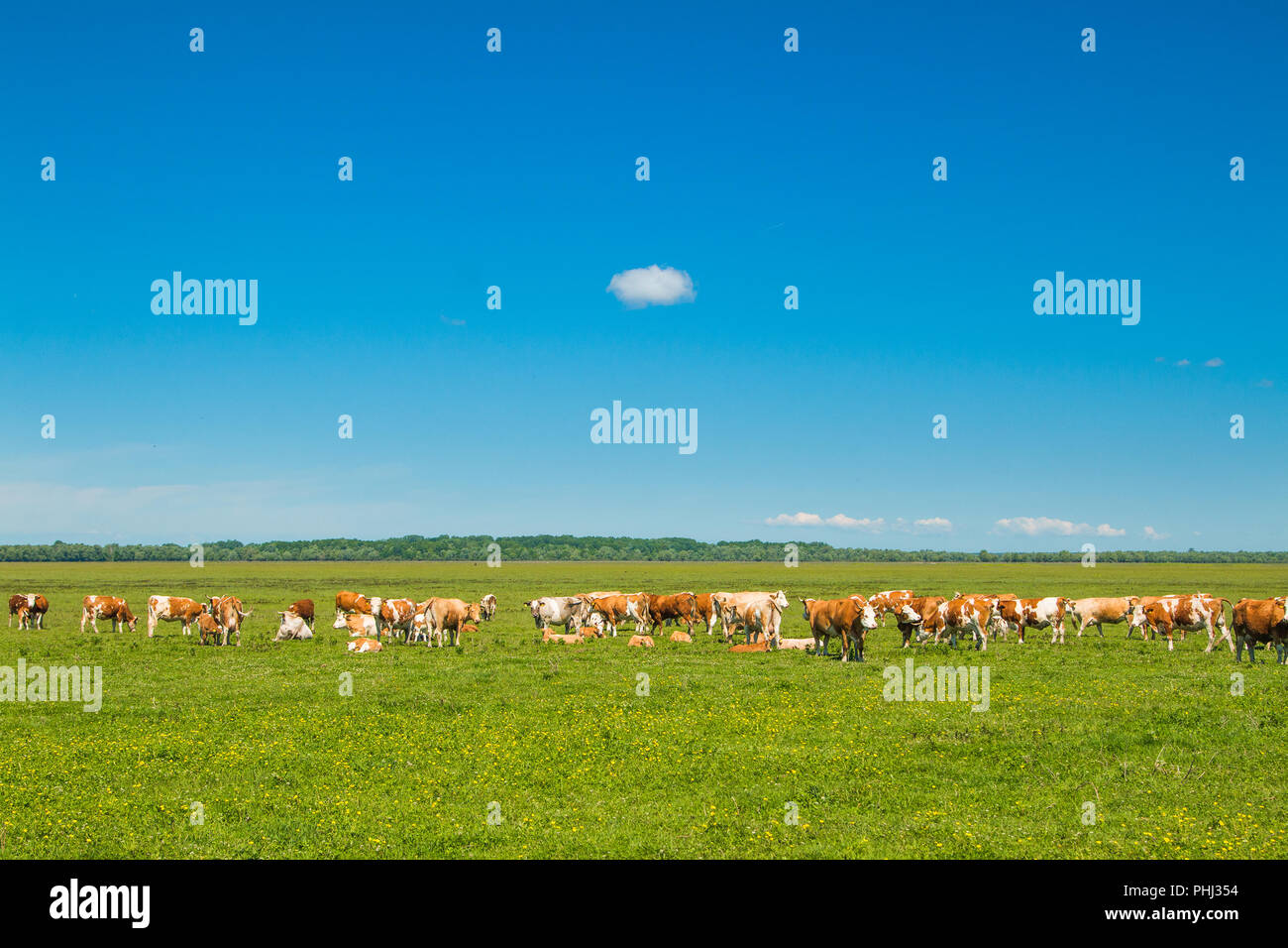 Cows on farm in nature park Lonjsko polje, Croatia, sunny sumer day ...