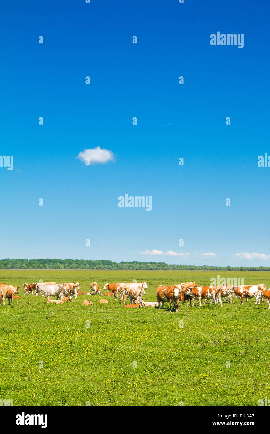 Cows on farm in nature park Lonjsko polje, Croatia, sunny sumer day ...