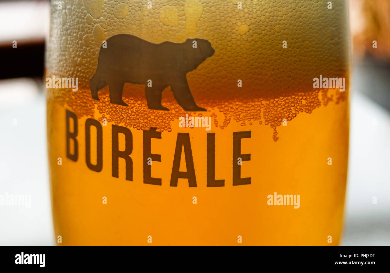 Polar Bear Drinking Beer