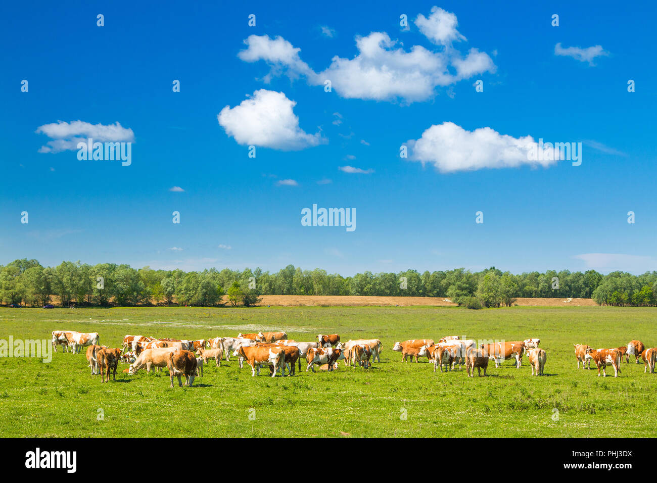 Croatia nature hi-res stock photography and images - Alamy