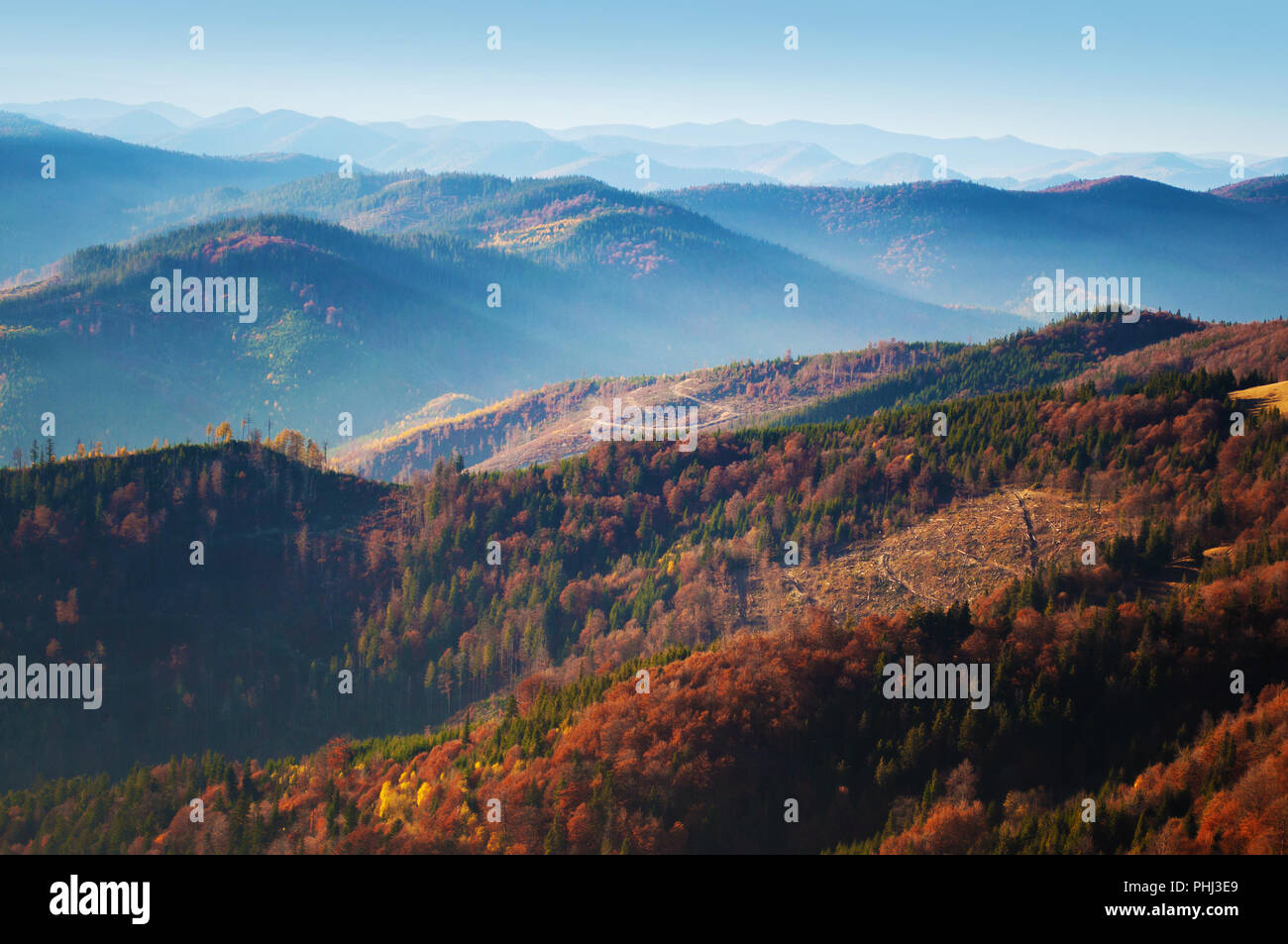 Red forest ukraine hi-res stock photography and images - Alamy