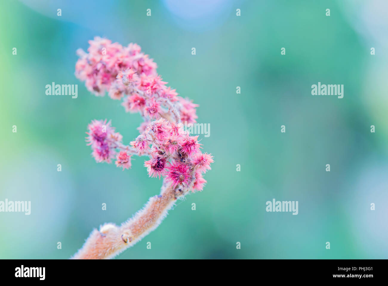 Rhus typhina single flower Stock Photo - Alamy