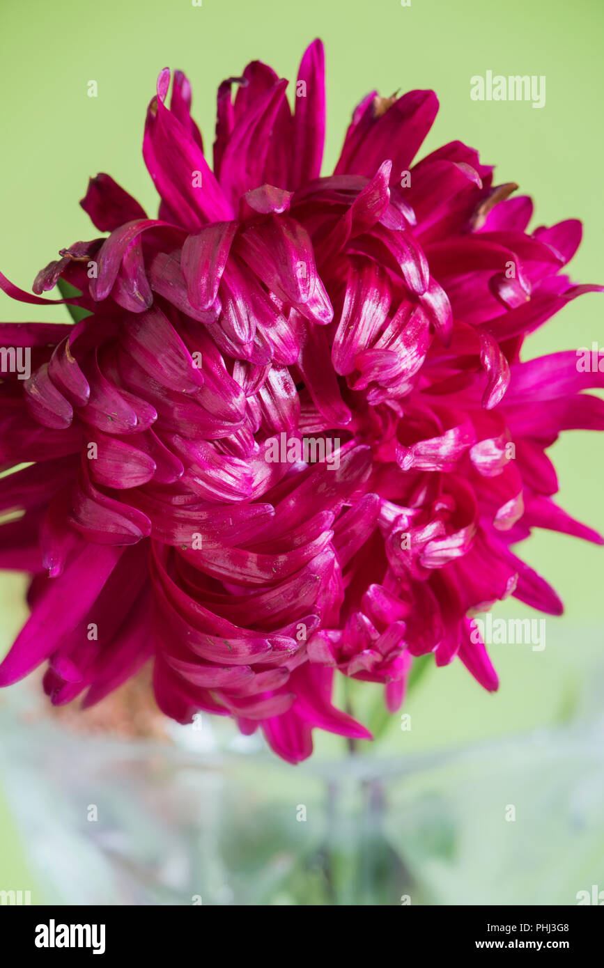 Aster image hi-res stock photography and images - Alamy