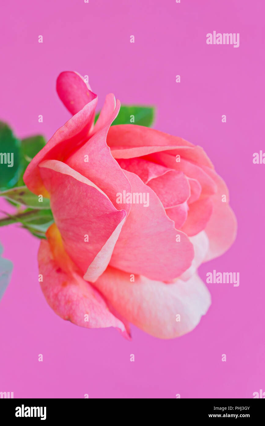 Macro pink rose flower Stock Photo - Alamy