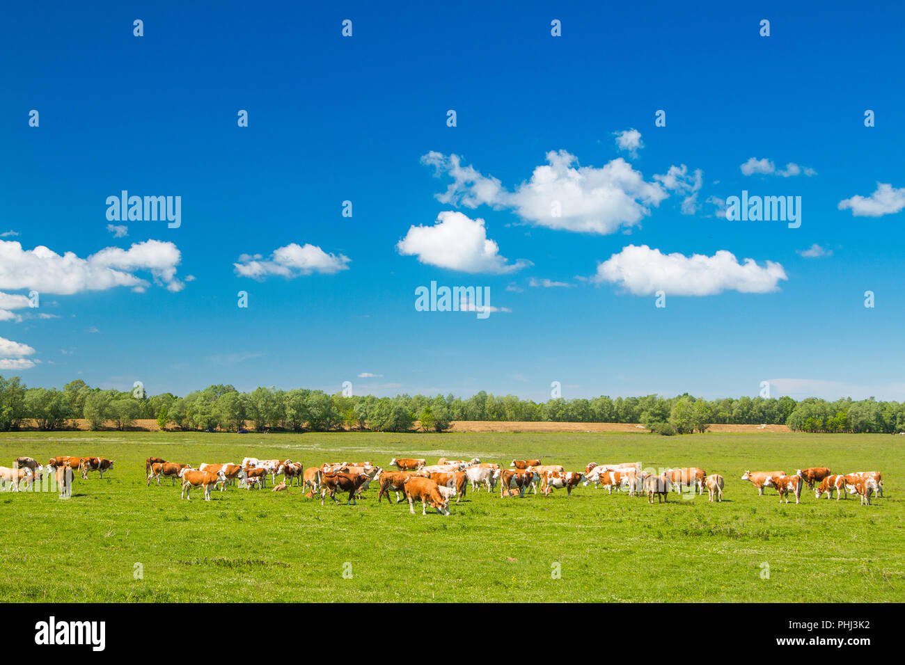 Cows on farm in nature park Lonjsko polje, Croatia, sunny sumer day ...