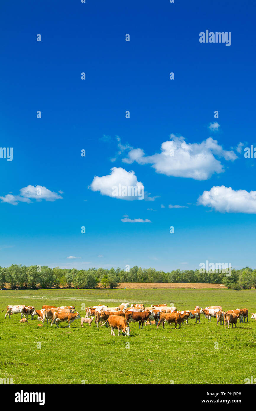 Cows on farm in nature park Lonjsko polje, Croatia, sunny sumer day ...