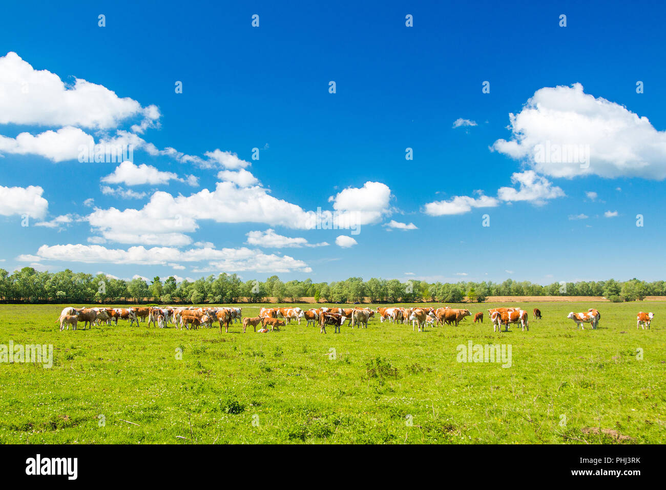 Cows on farm in nature park Lonjsko polje, Croatia, sunny sumer day ...