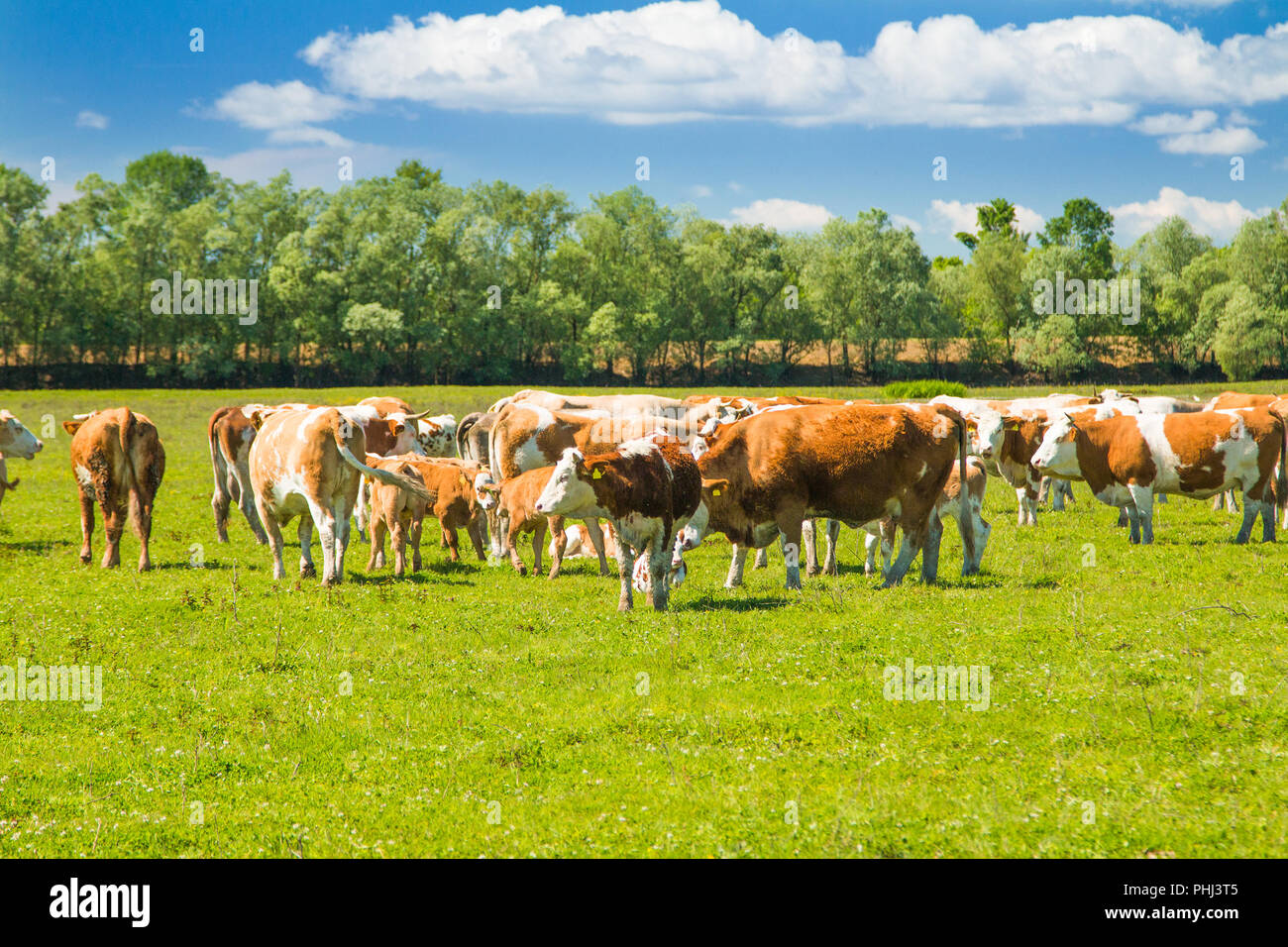 Cows on farm in nature park Lonjsko polje, Croatia, sunny sumer day ...