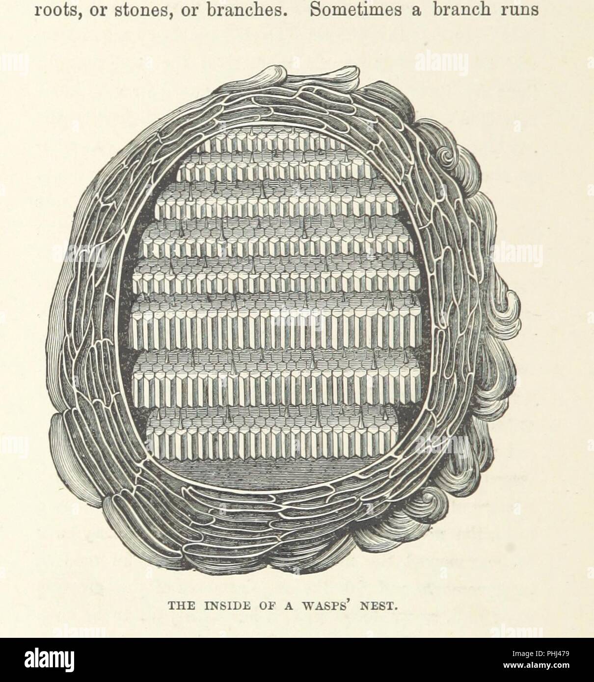 Nature picture library hi-res stock photography and images - Alamy