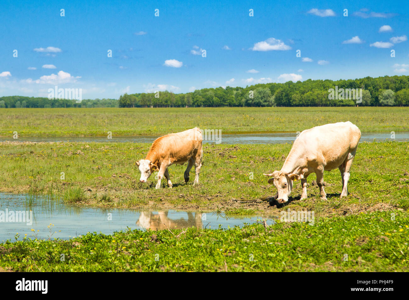 Water for animals hi-res stock photography and images - Alamy