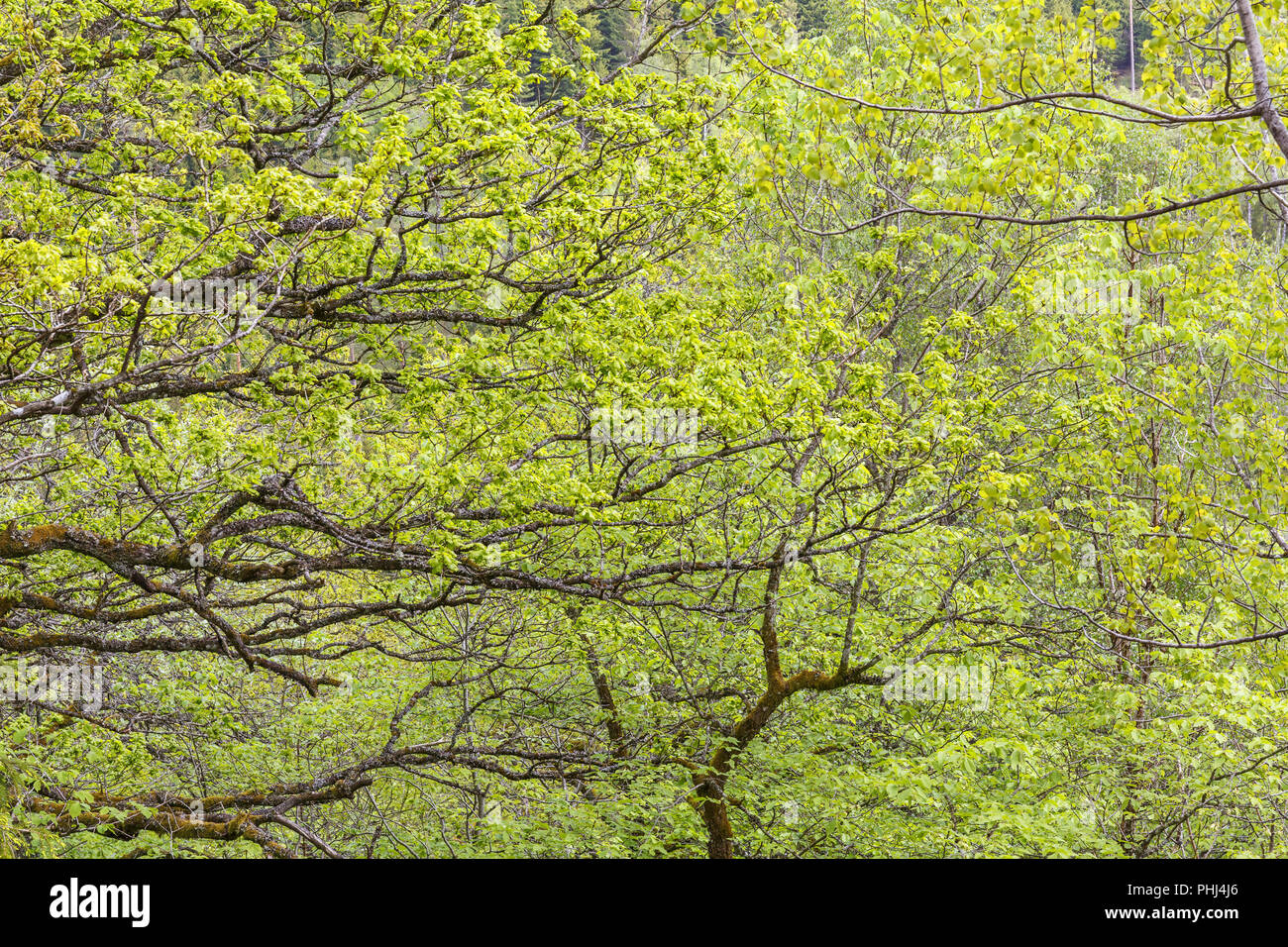 Greenery in the woods hi-res stock photography and images - Alamy
