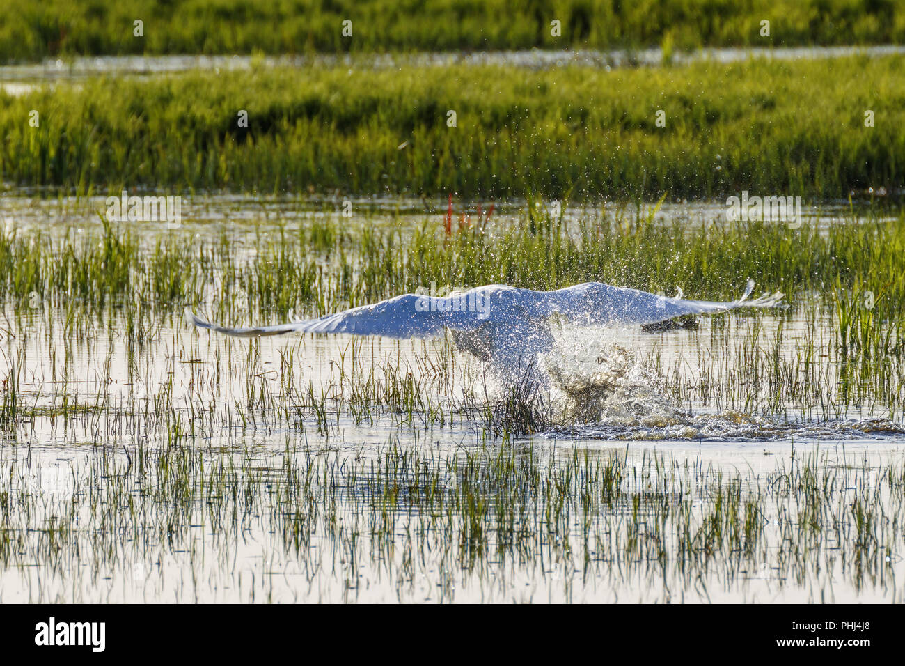 Swan taking off from water hi-res stock photography and images - Alamy