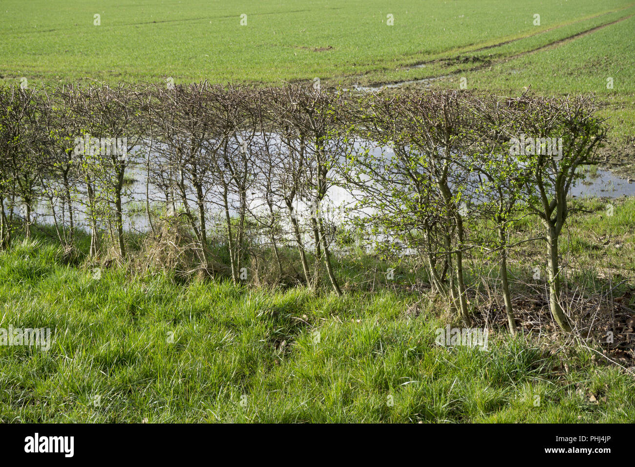 Field and hedge hi-res stock photography and images - Alamy