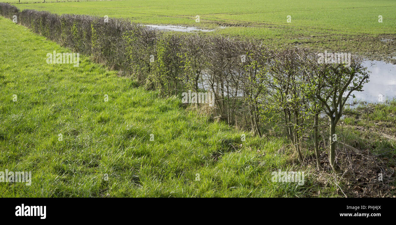 Field hedge hi-res stock photography and images - Alamy