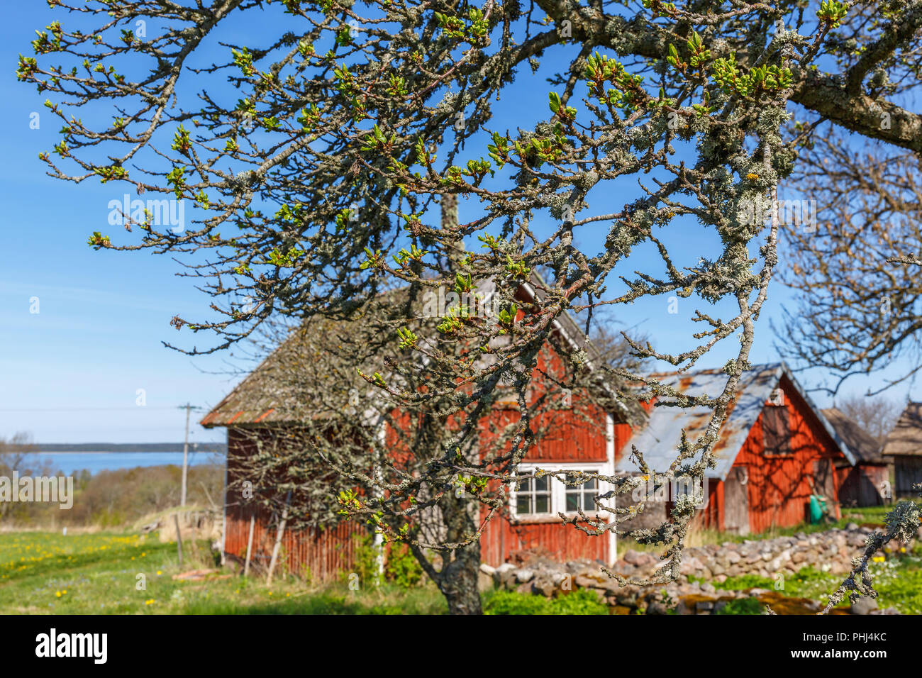 Red buds on branches hi-res stock photography and images - Alamy
