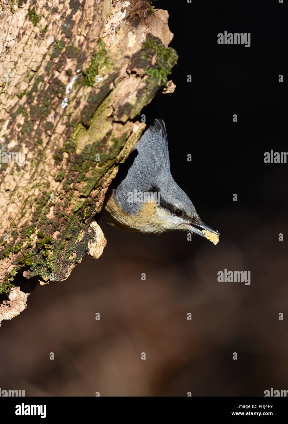 Nuthutches hi-res stock photography and images - Alamy