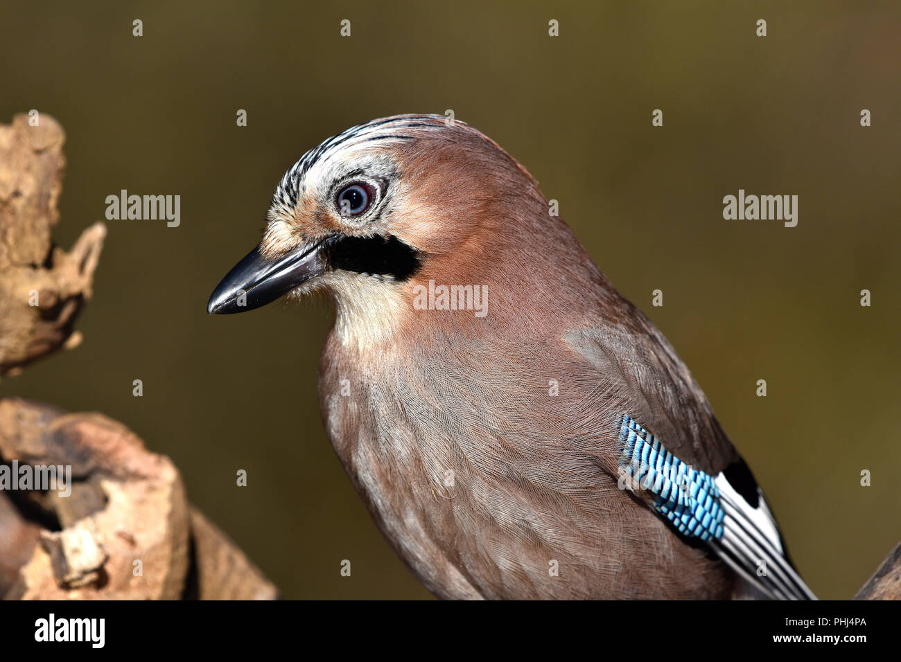 Jay detail hi-res stock photography and images - Alamy