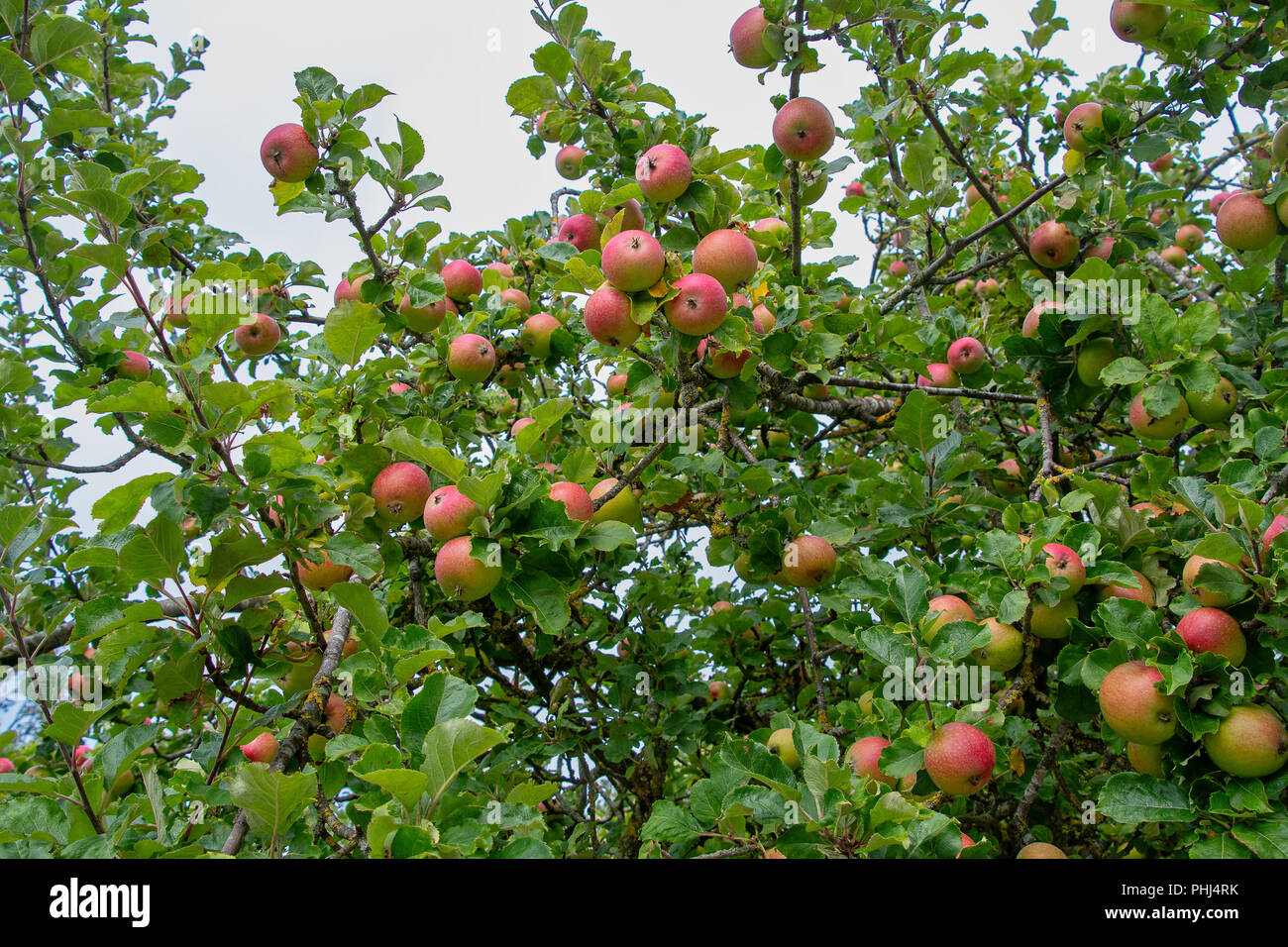 Red apples growing on trees Stock Photo - Alamy
