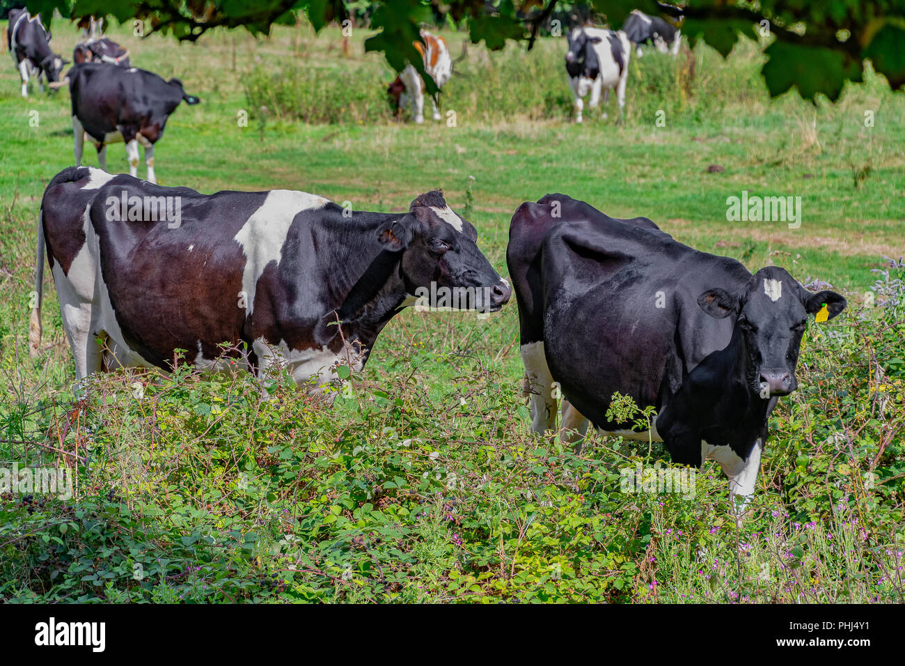 Portrait of a friesian cow hi-res stock photography and images - Alamy