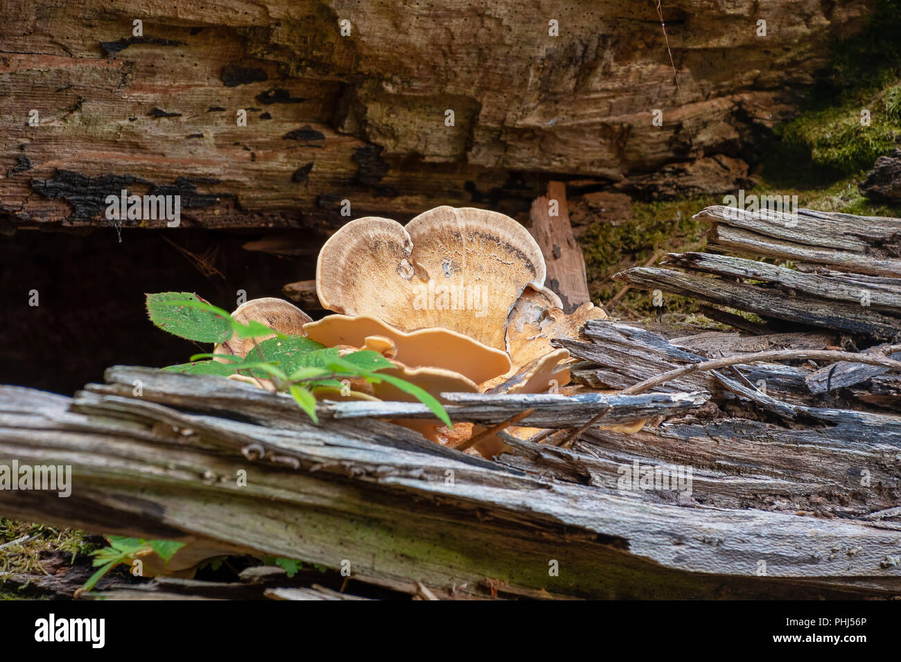 Conks on trees hi-res stock photography and images - Alamy