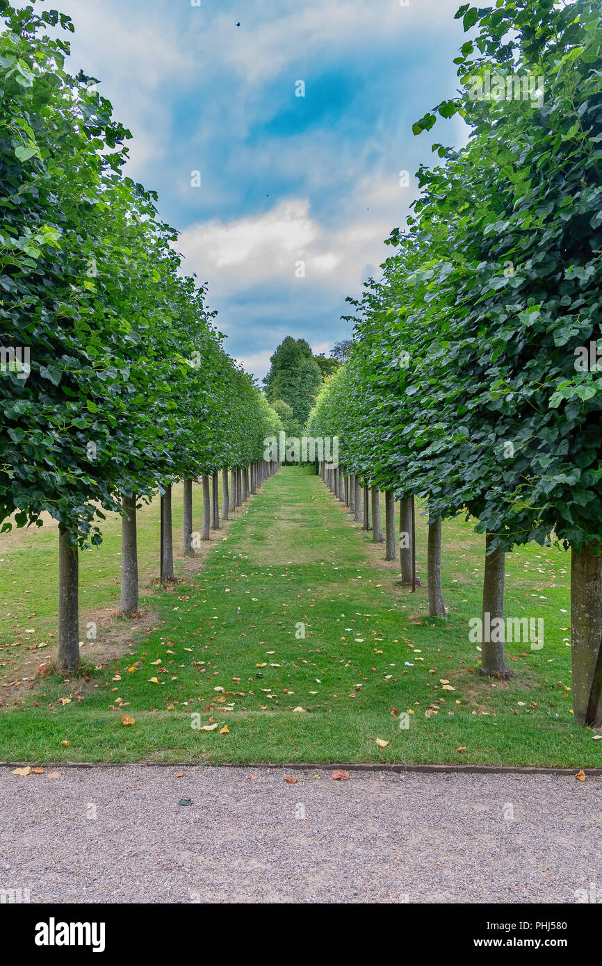 Trees in a straight line hi-res stock photography and images - Alamy