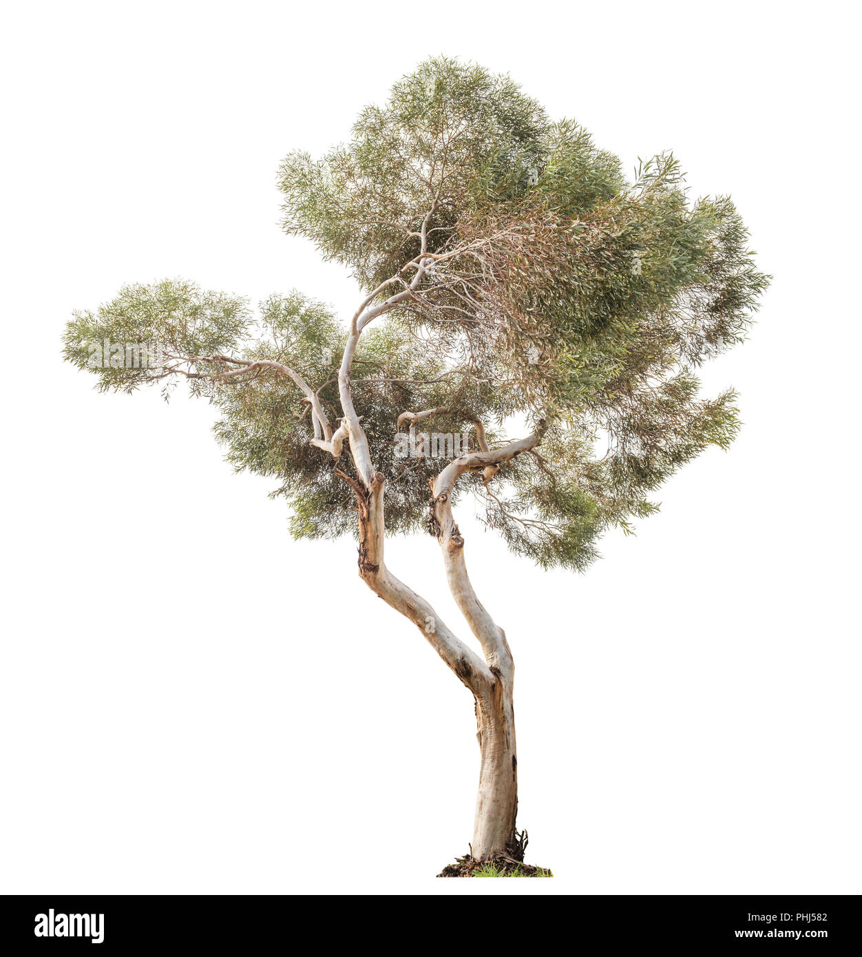 Tree on white background Stock Photo - Alamy