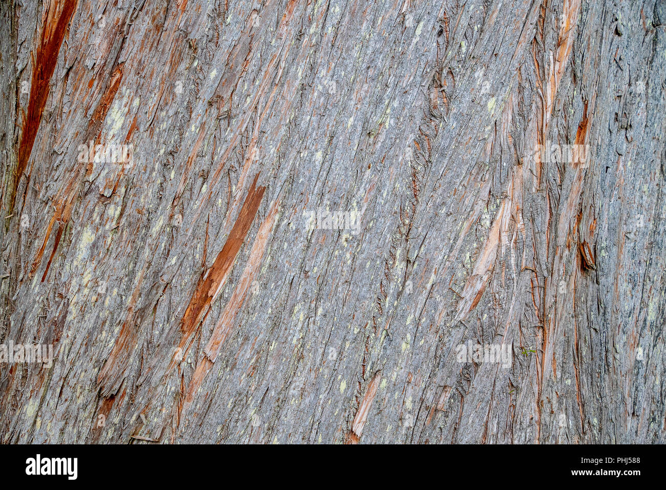 Tree bark abstract hi-res stock photography and images - Alamy