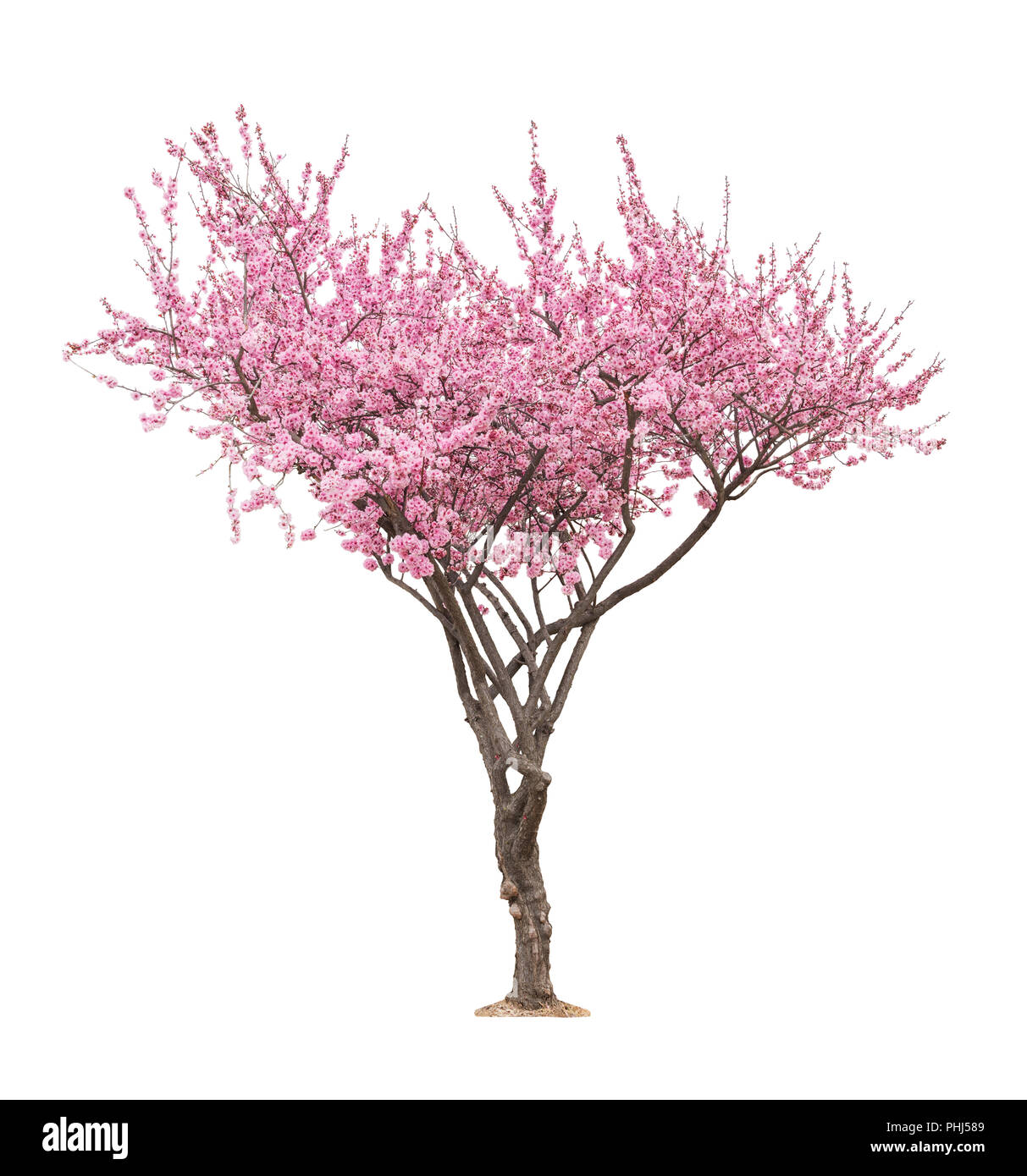 Tall white plum tree hi-res stock photography and images - Alamy