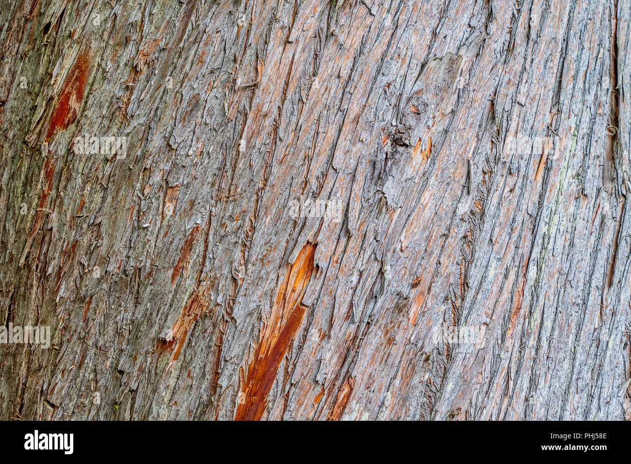 Tree bark abstract hi-res stock photography and images - Alamy