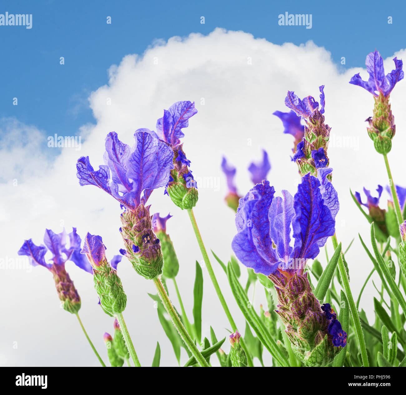 Natural healing herb flower hi-res stock photography and images - Alamy