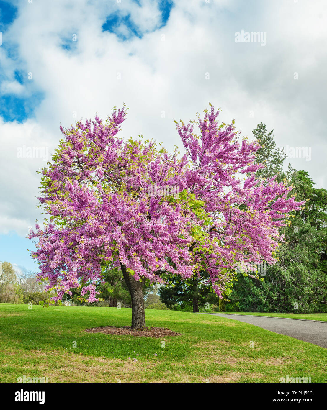 Judas Tree Flowering High Resolution Stock Photography and Images - Alamy