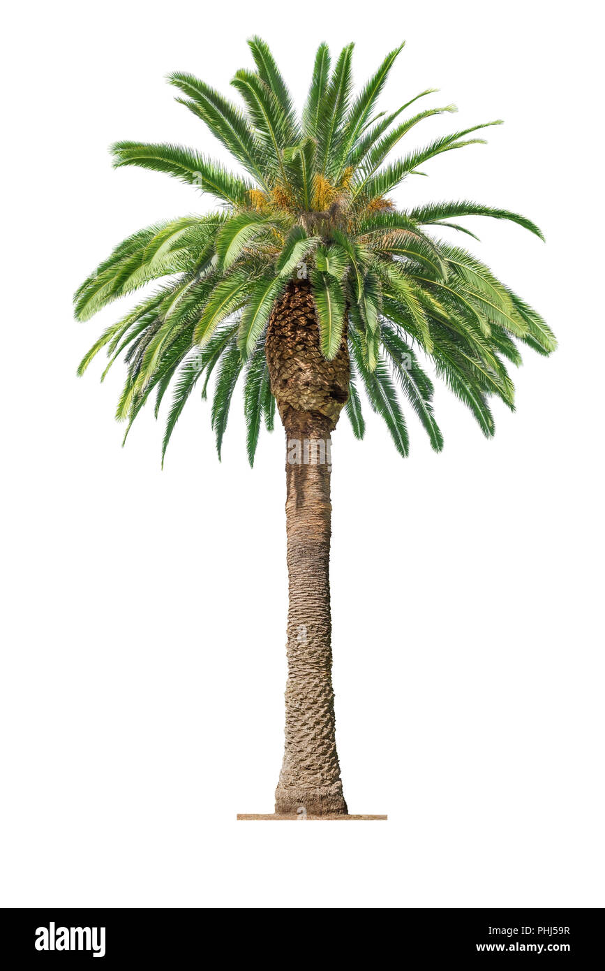 Palm white background hi-res stock photography and images - Alamy